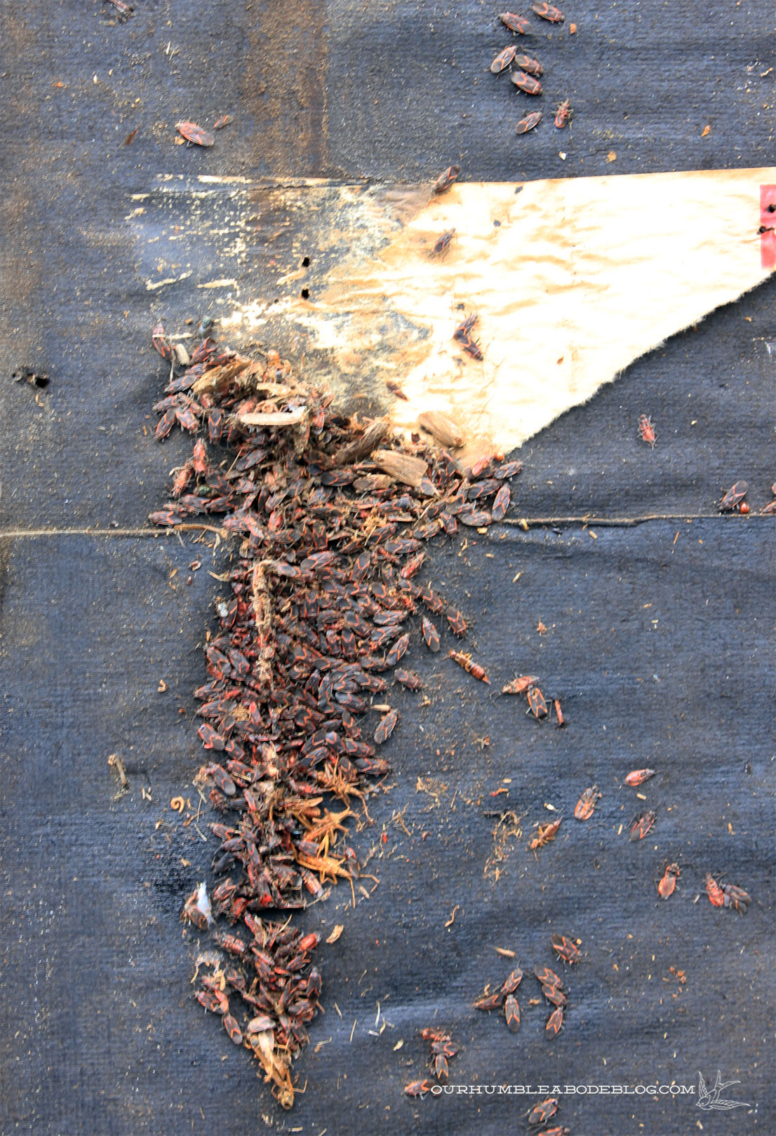 Boxelder-Bugs-Behind-Old-Siding