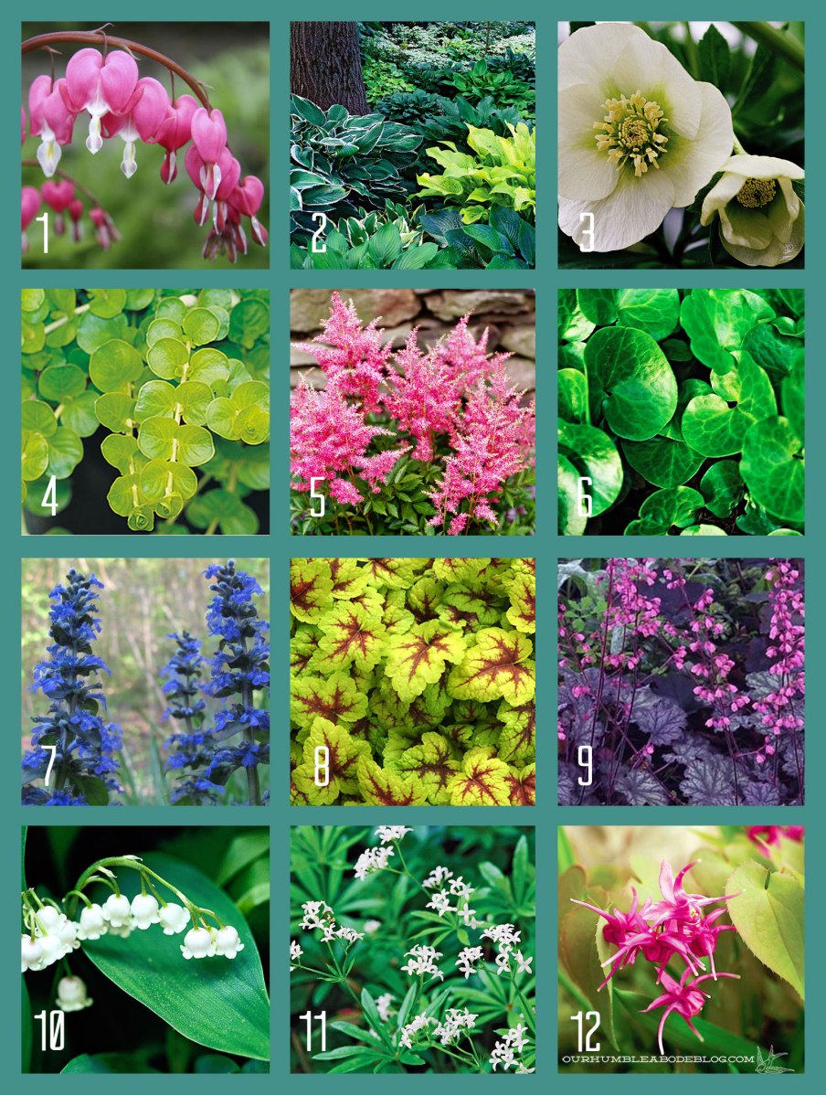 Forecast: Shade Plants