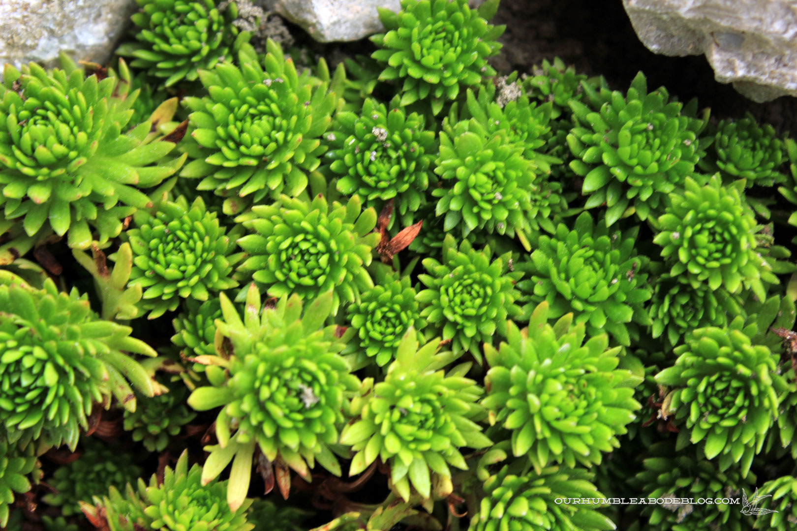Rockfoil-Touran-Deep-Red
