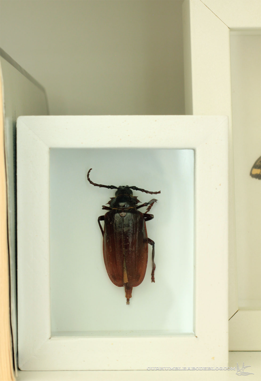 Mini Bug Shadowbox