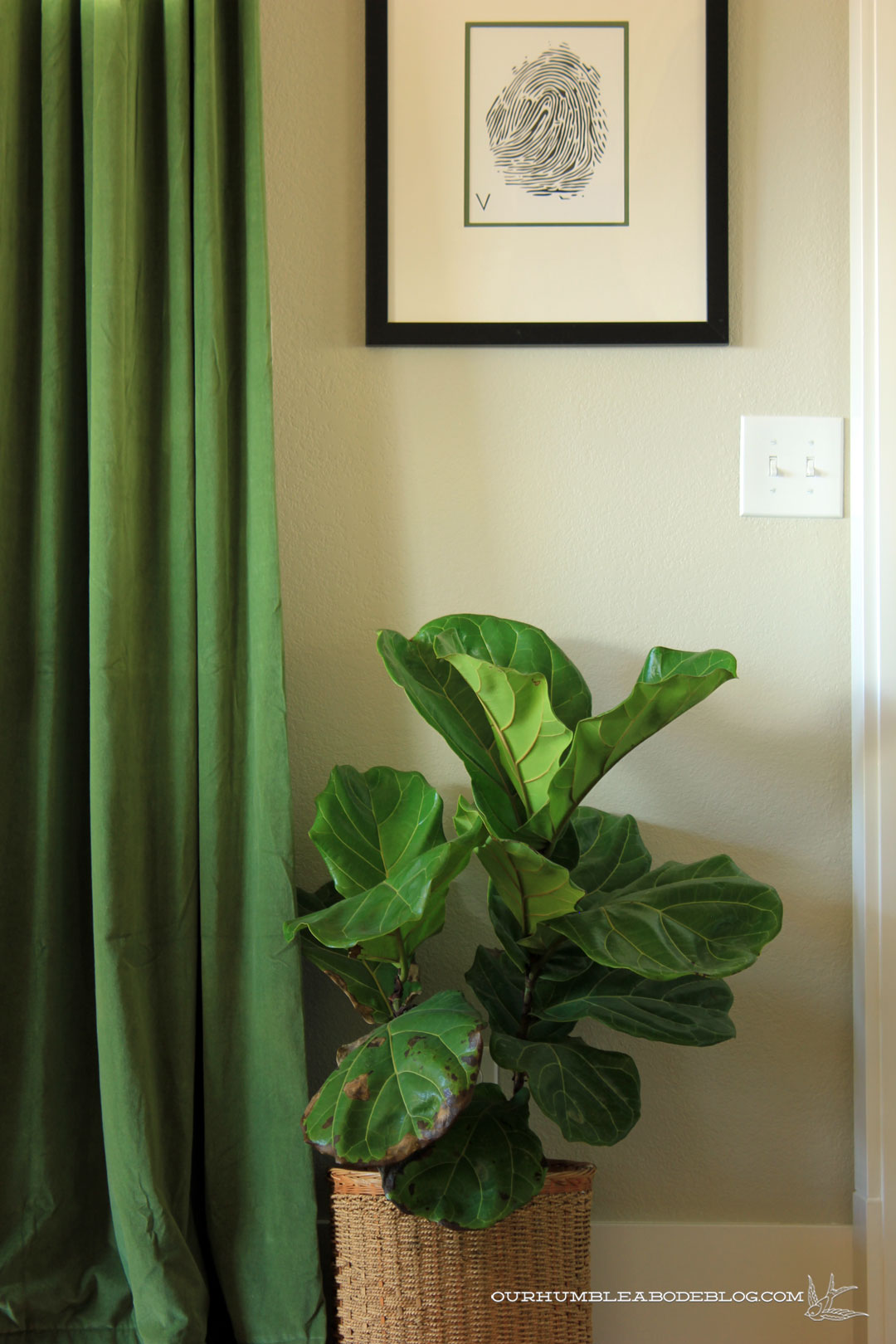 Fiddle-Leaf-Fig-in-Dining-Room