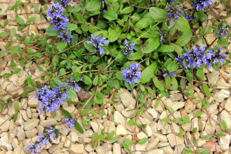 April Showers Bring May Flowers