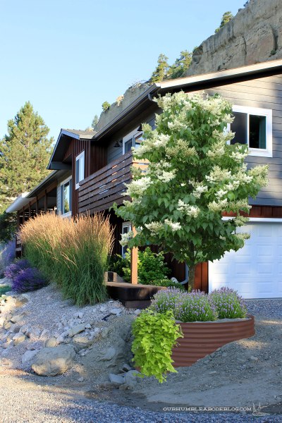 Plans & Plants for the Culvert Planter